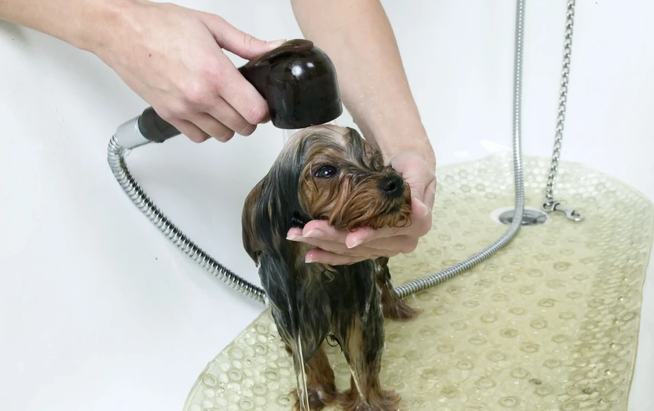 Making dog bath time stress free