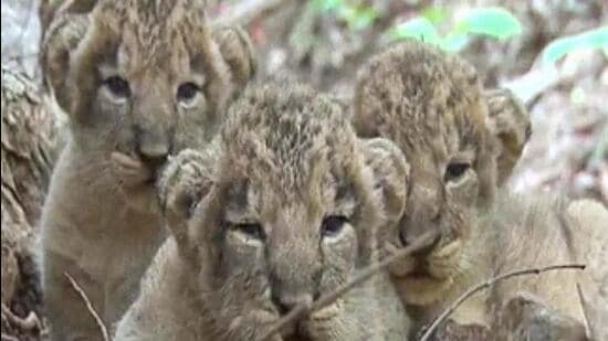 Eight lion cubs die in Gir in a week; Gujarat govt steps up preventive ...