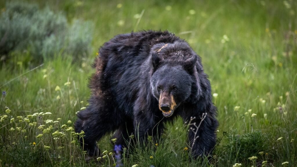 Bitcoin whale accumulation plummets to 2022 levels: Why the bear market ...