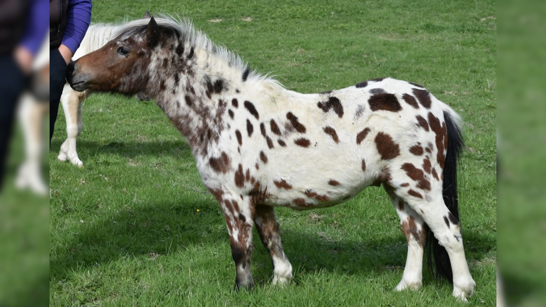 Rare miniature horses stolen from farm overnight