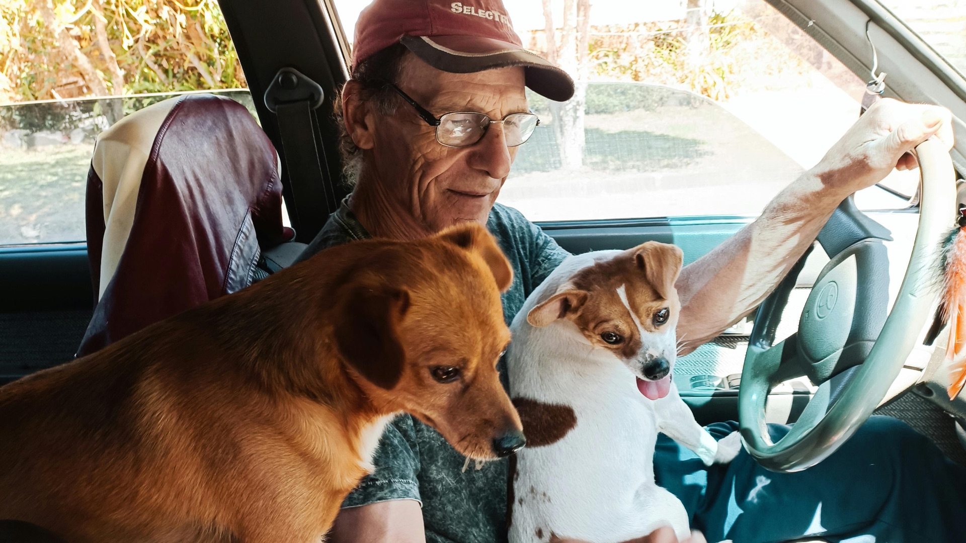 10 perks of driving with a pet & 10 downsides to consider