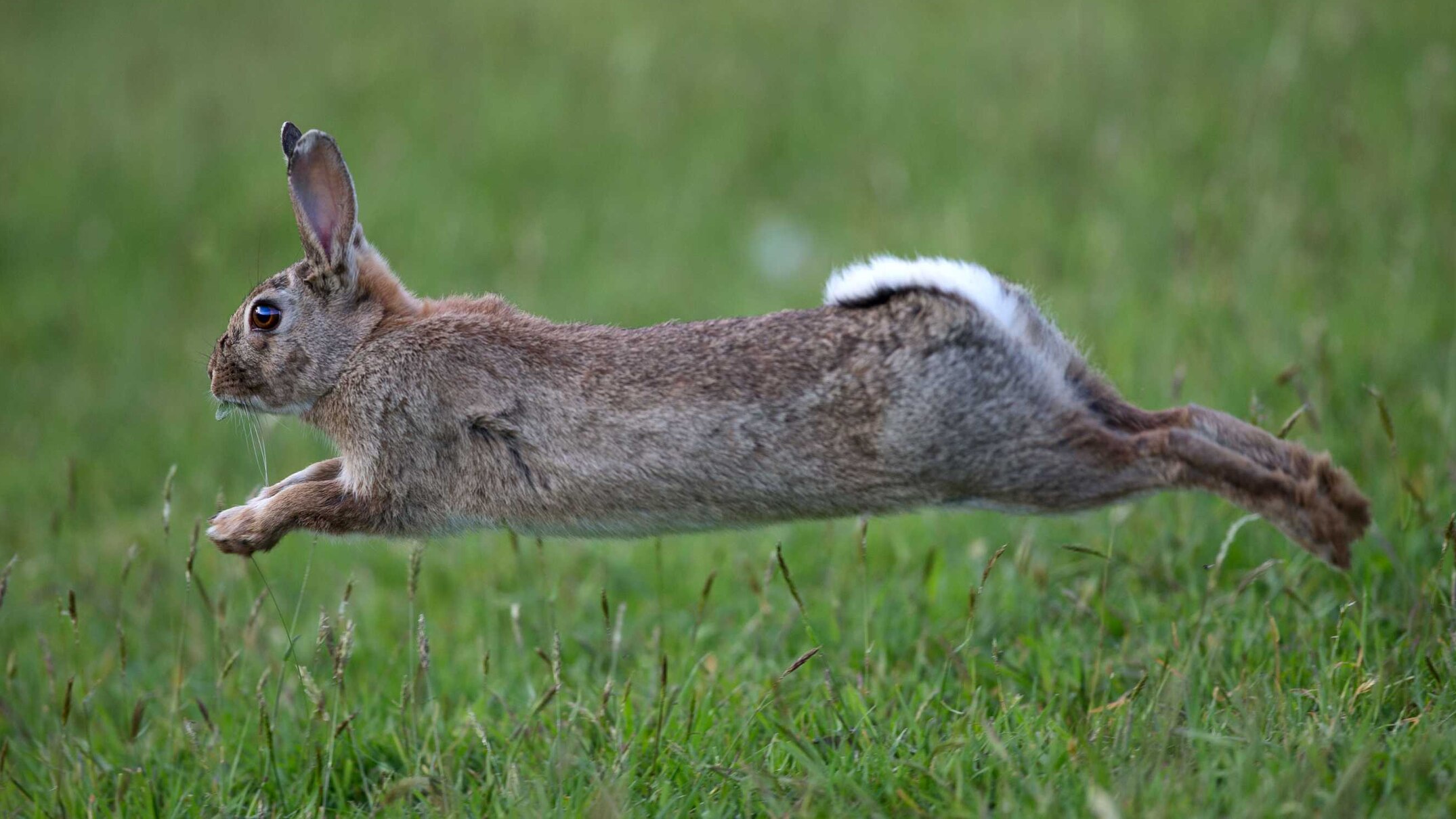 Scientists target rabbit fertility in radical new pest-control plan