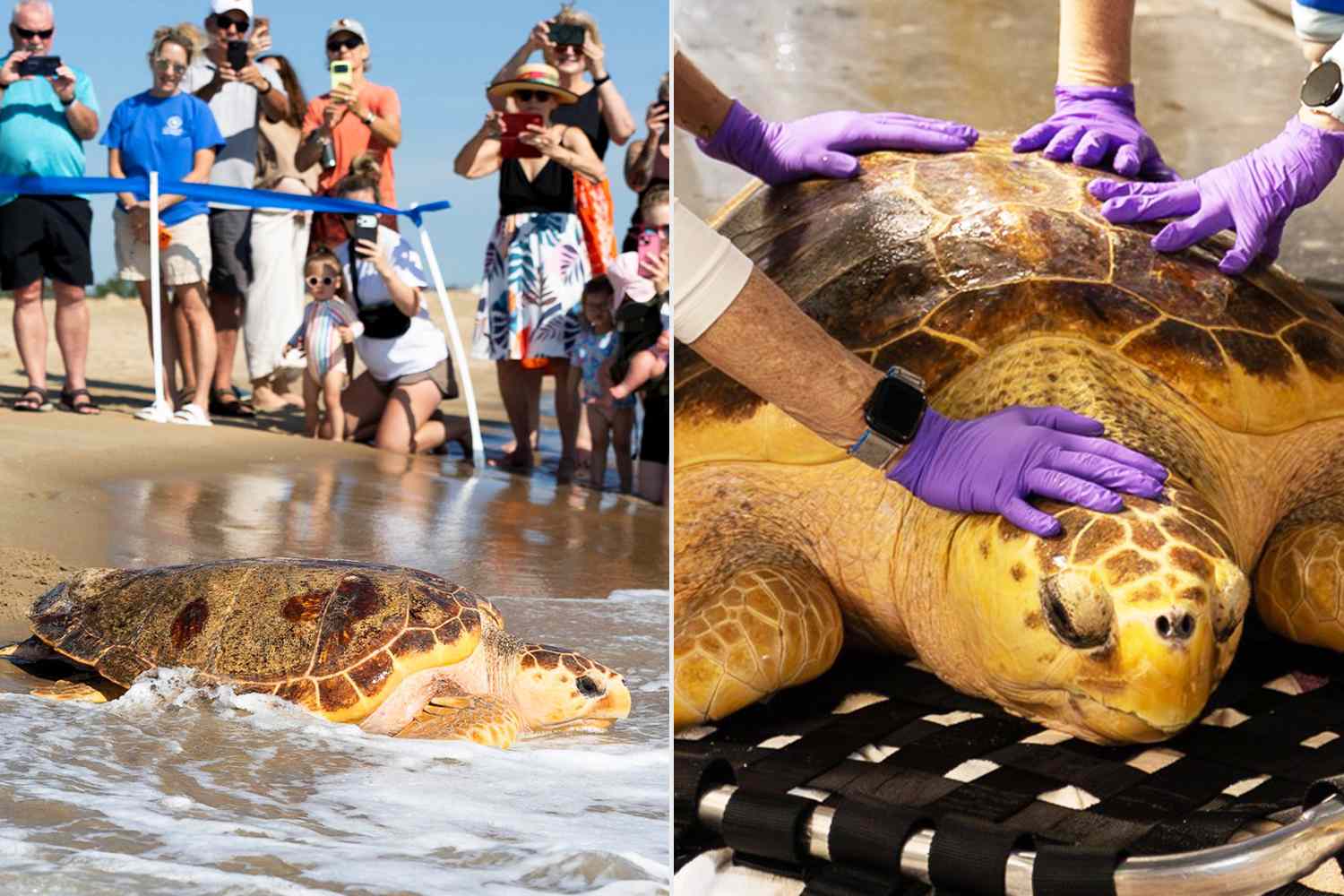 Sea turtle found languishing with serious injury transforms after ...
