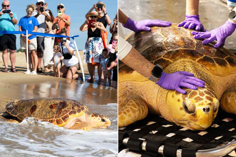 Sea turtle found languishing with serious injury transforms after ...