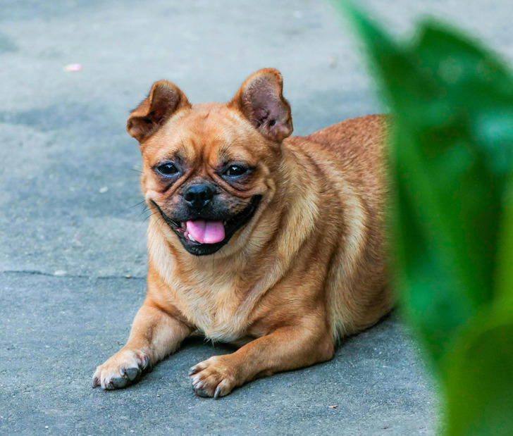 11 animal friendship stories that prove love and compassion have no species