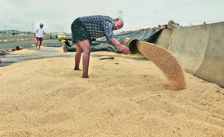 Rain tests govt’s paddy procurement as farmers give distress call