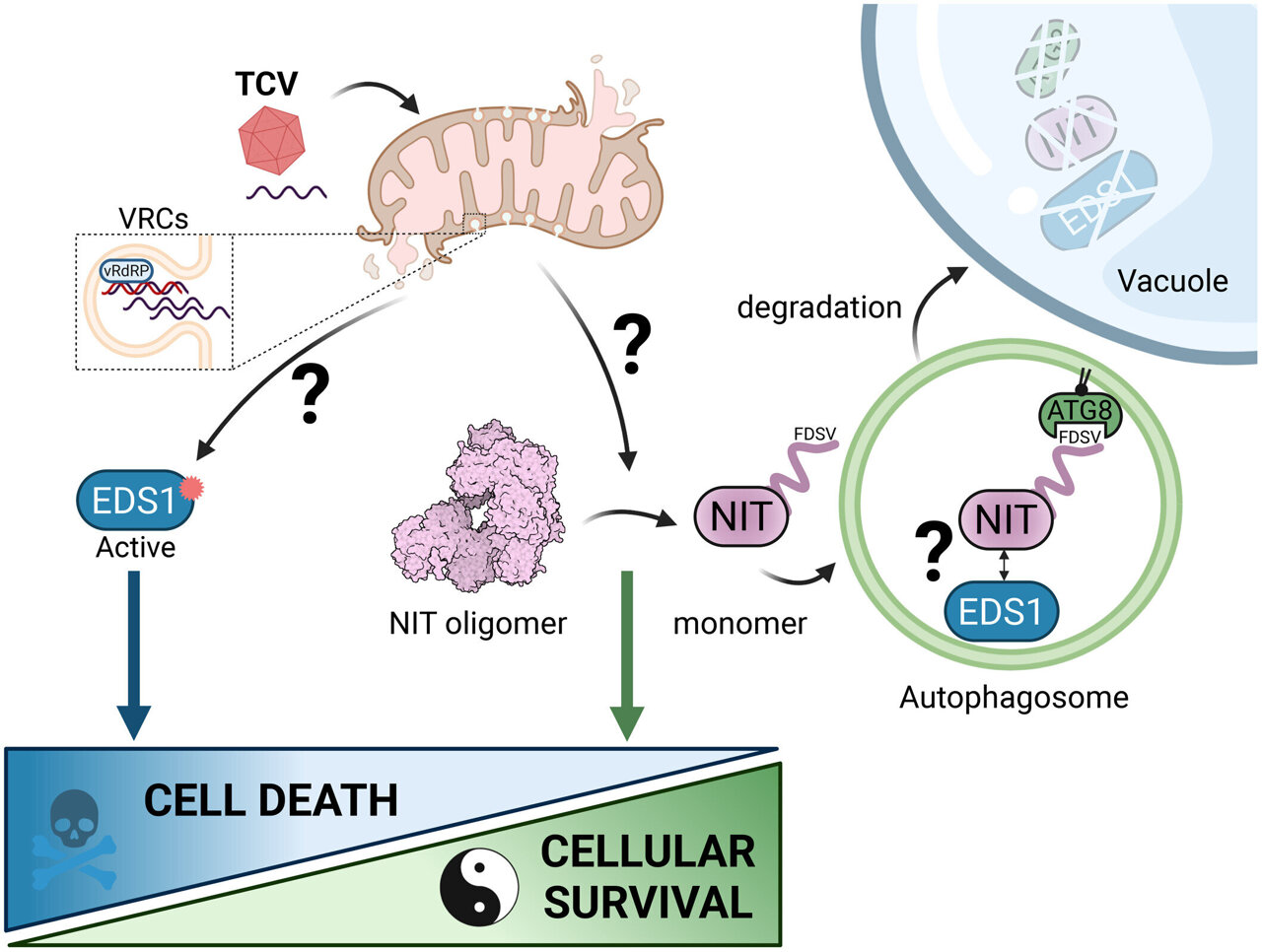 Plants hit the brakes on immunity to survive viral infections
