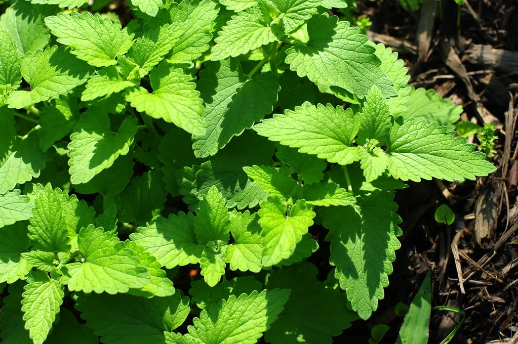 4 native plants that act as natural mosquito repellents for your patio