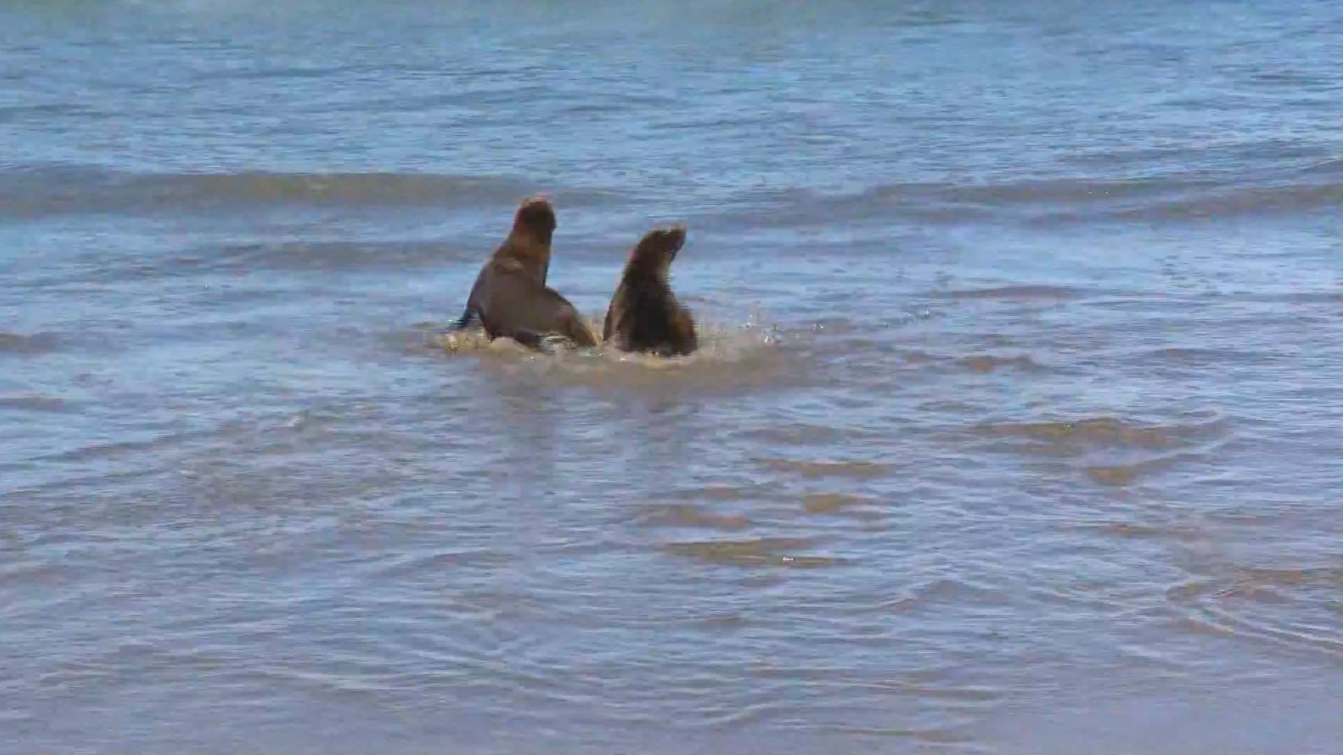 Rescued sea lion pups released