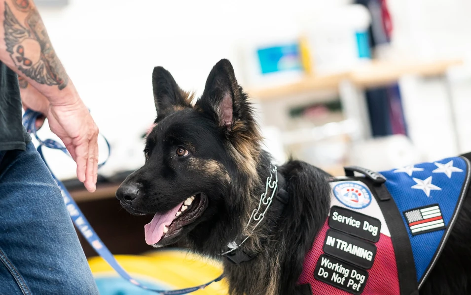 Retired military dog reunites with handler after six years