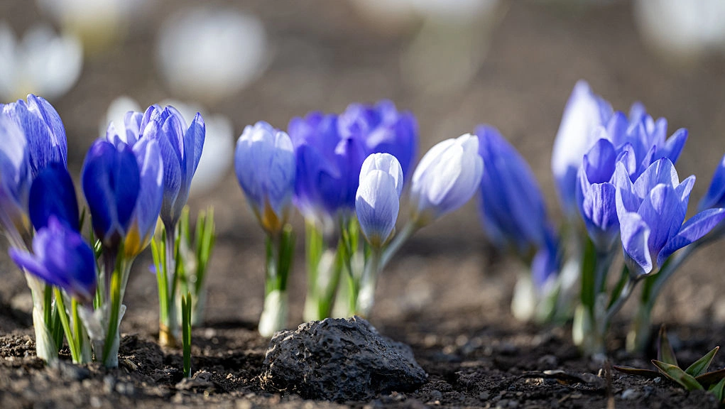 Spring bulb secrets every gardener should know
