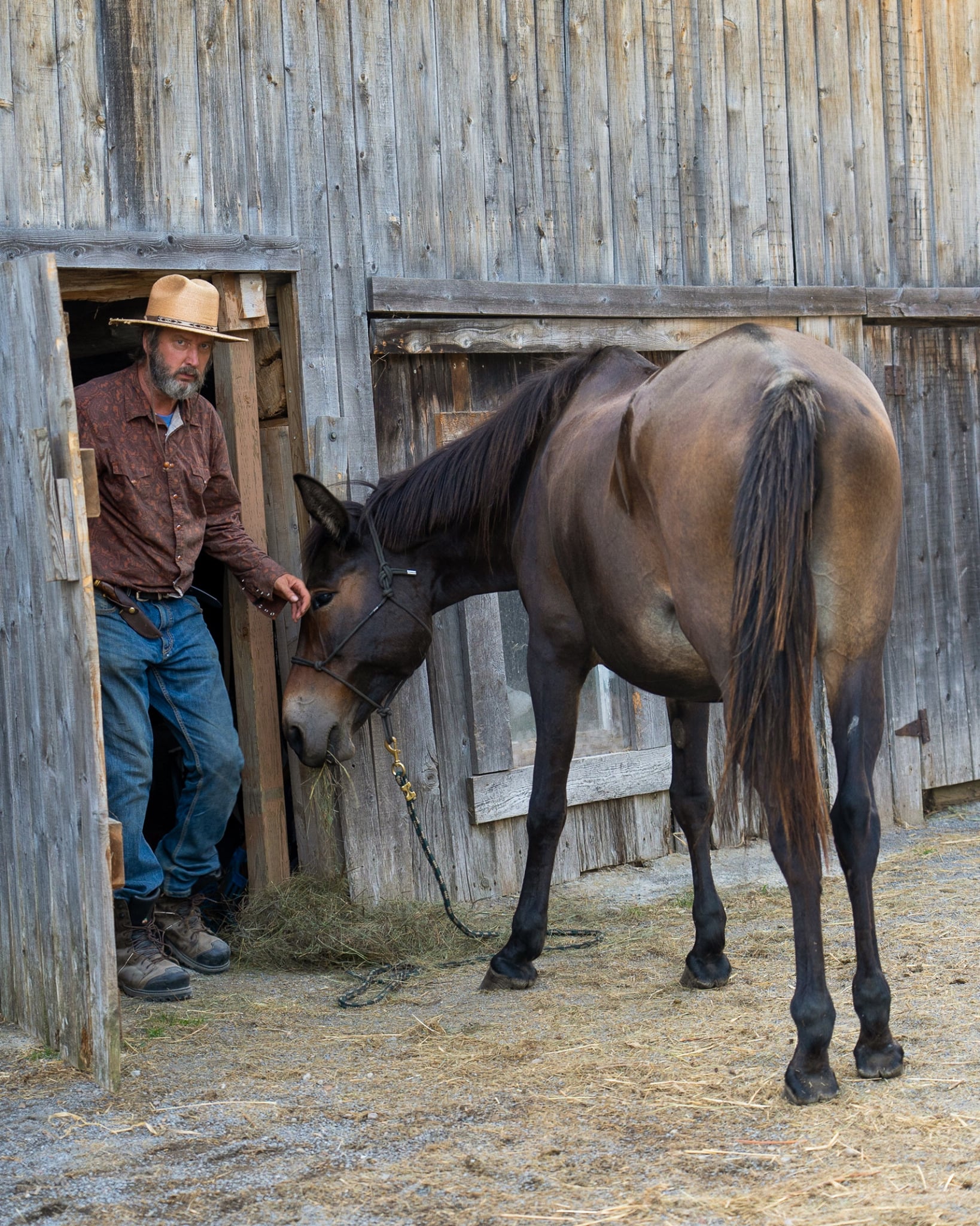 “My mule, Fanny, is 1,500 pounds”: Tom Green is a farmer now
