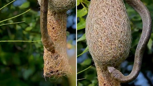 Viral video shows tiny birds' evolved nest design that leaves snakes ...
