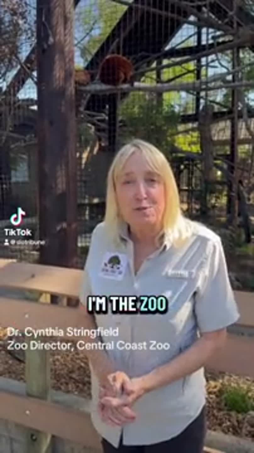 Central Coast Zoo debuts new lemurs, Madagascar exhibit