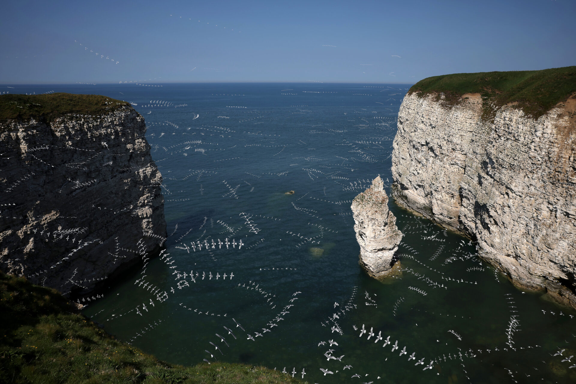 Bempton Cliffs welcome half a million seabirds