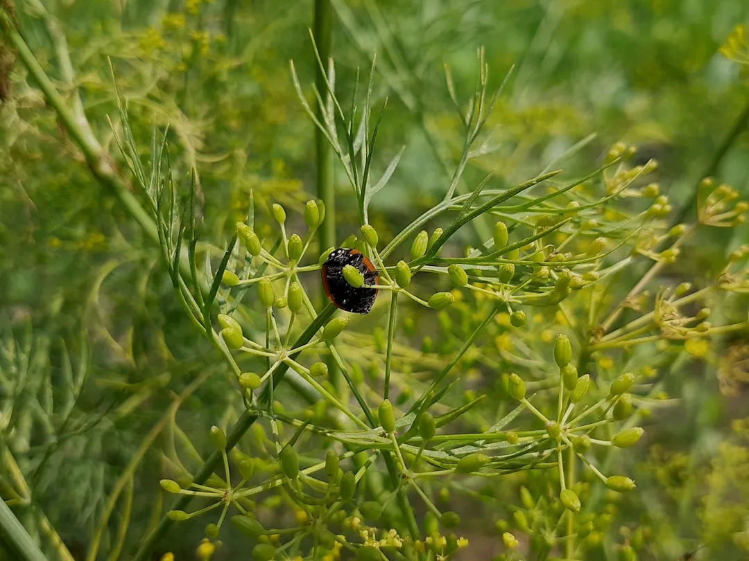 How to identify beneficial insect eggs so you don't accidentally ...