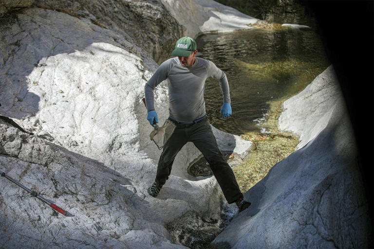 Endangered frogs have cut a famous Calif. trail in two for 20 years