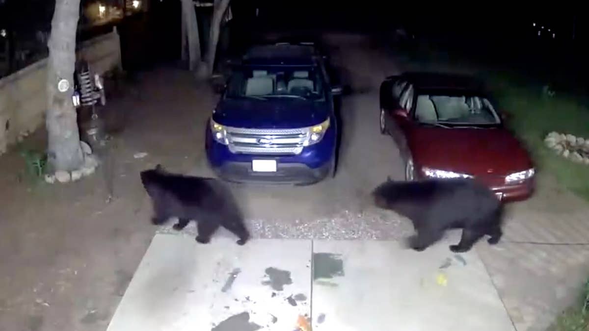 Watch: Black bears visit Elk River yard to snack on bird feeder