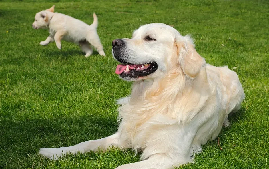 Viral 'second dog effect' stories spark debate on pet companionship