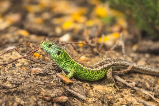 £16,000 raised to save England's rarest lizard from extinction