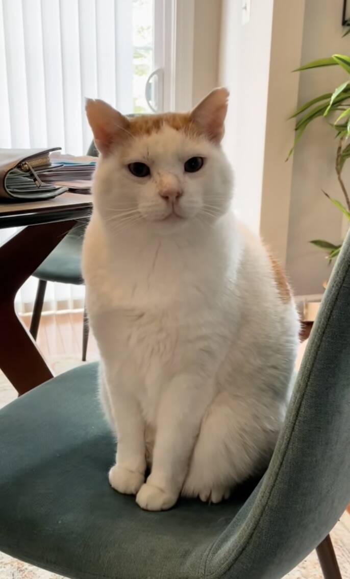 Shelter cat headbutts grieving volunteer — and changes both of their ...