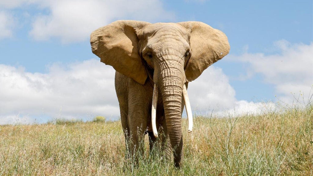 Former Toronto Zoo elephant Toka dies after decade at California sanctuary