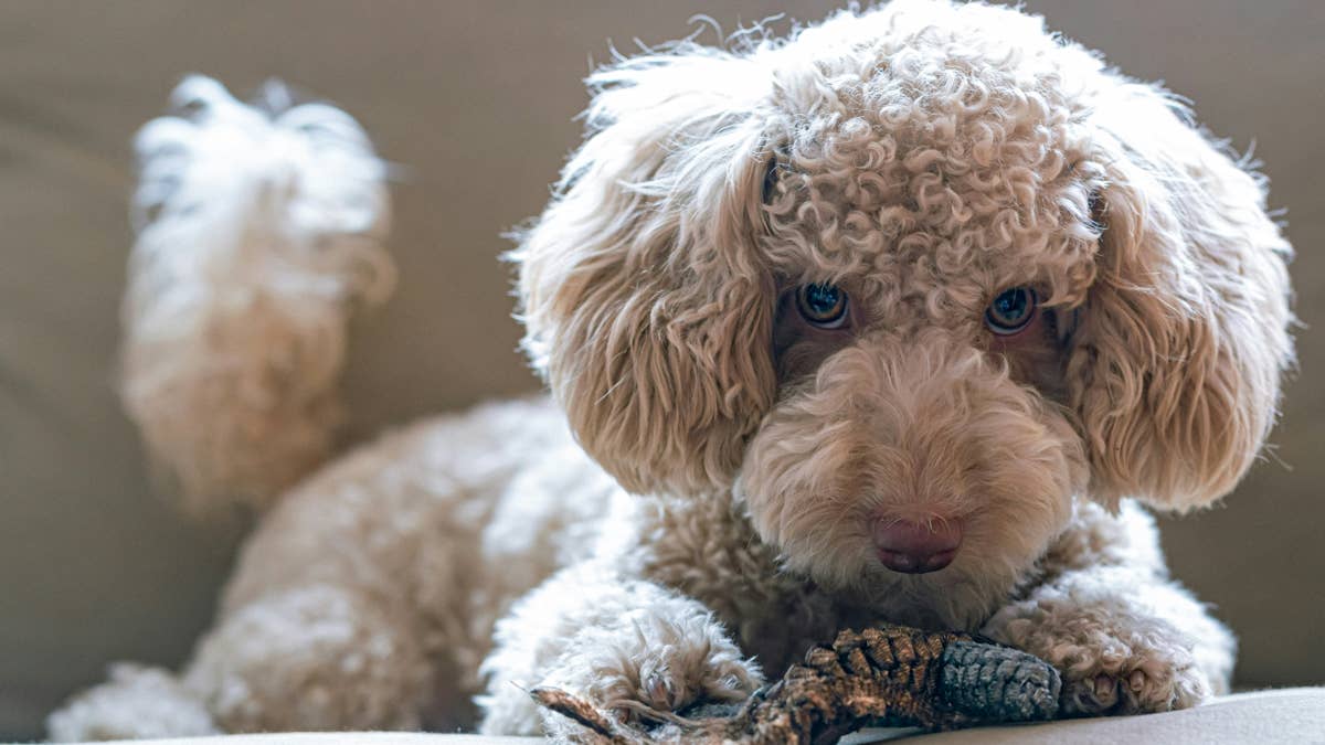 Miniature poodle's hilarious morning energy turns sweet family moment ...