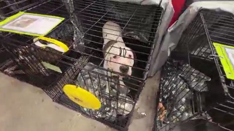 Hundreds of dogs looking for second chance at mega adoption event
