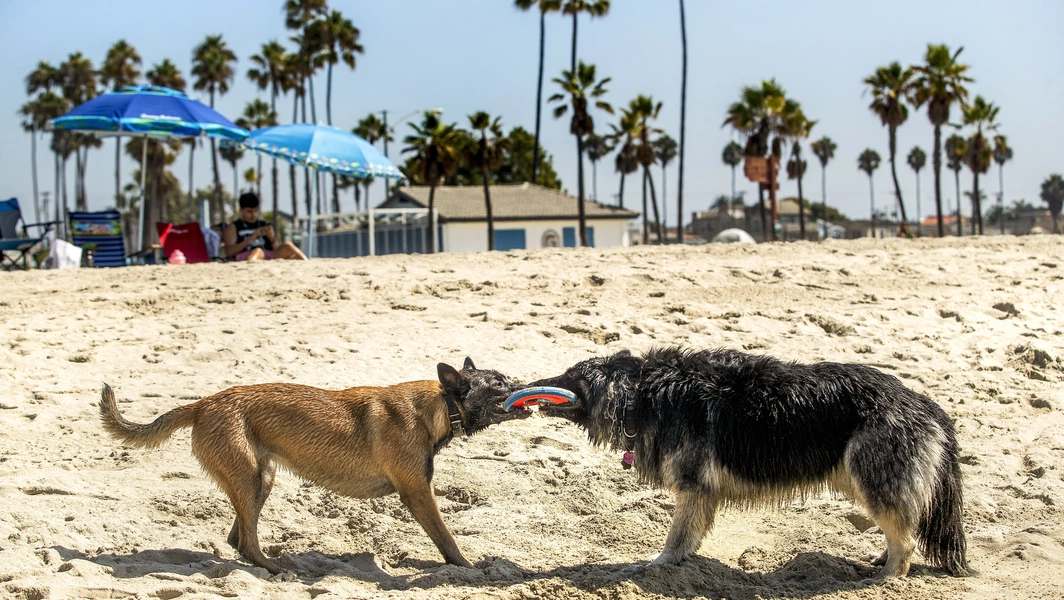 New guides spotlight best dog-friendly summer destinations