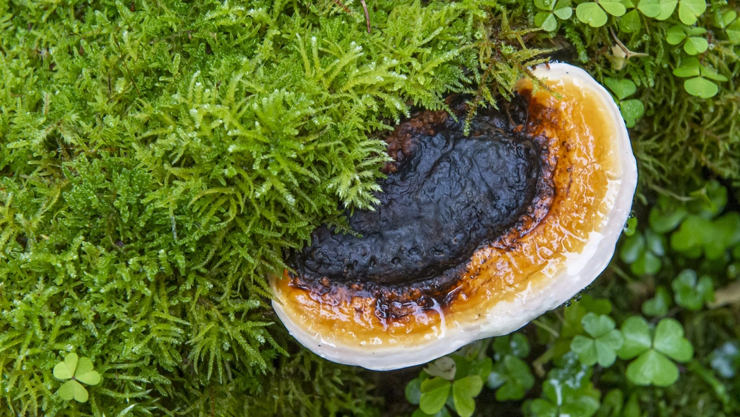 New research uncovers fungi's hidden role in Earth's ecosystems