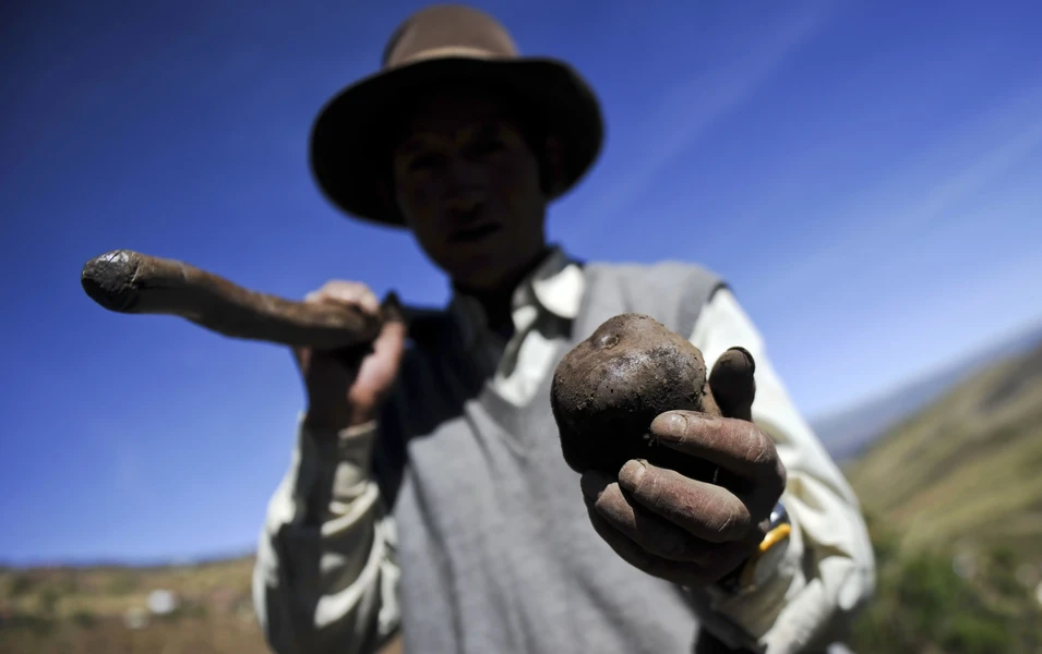 Indigenous Andeans hold world record for starch-digesting gene