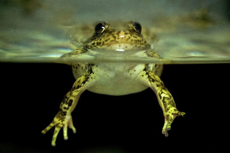 Endangered frogs have cut a famous Calif. trail in two for 20 years