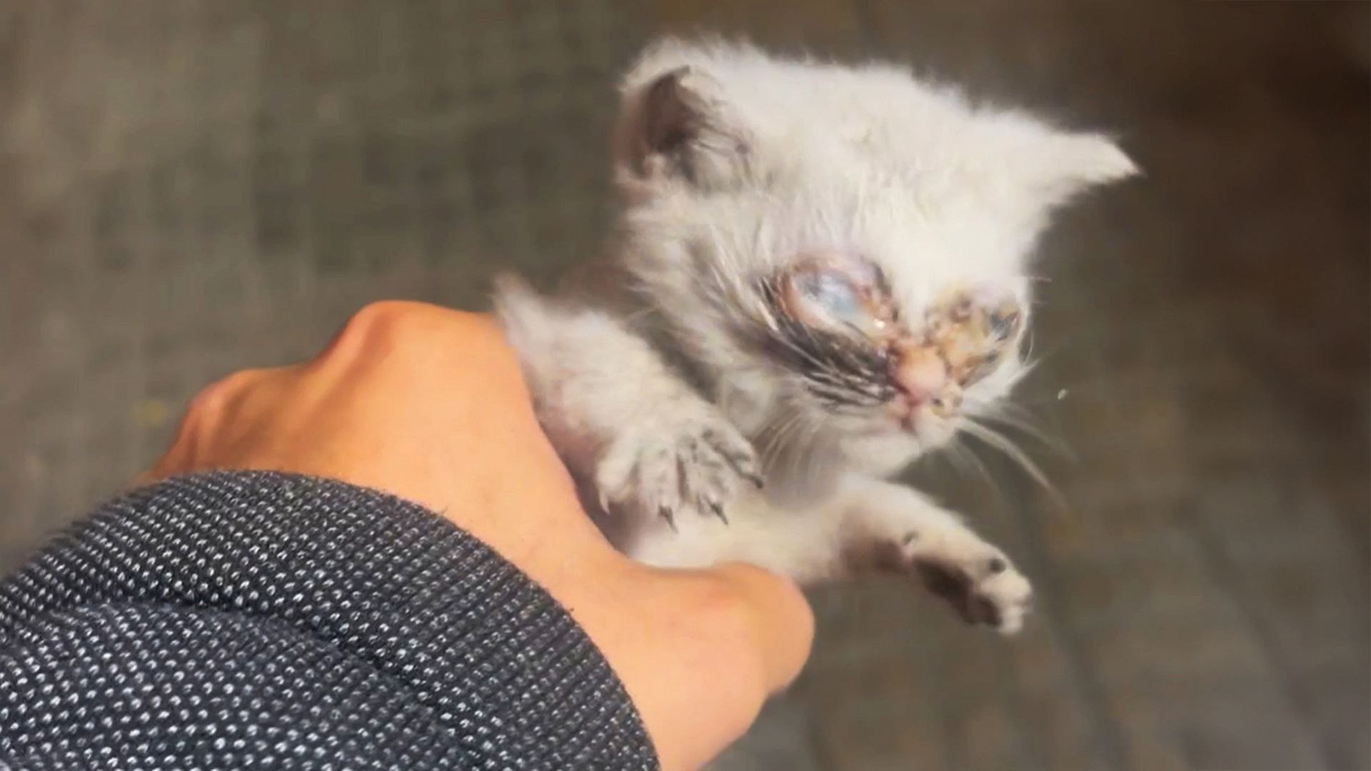 A tiny blind kitten’s life changed outside a pharmacy