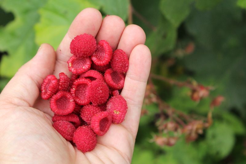6 rare American berries that are hard to find