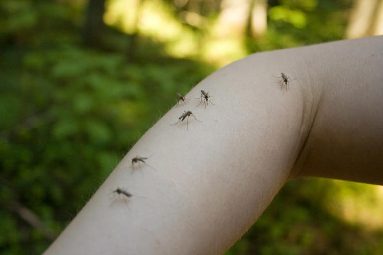 Common insect repellent now attracts mosquitoes — signaling a 'blood ...
