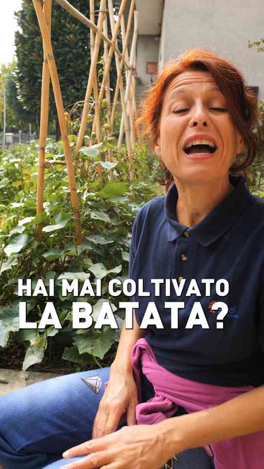 Come coltivare la batata (patata americana)