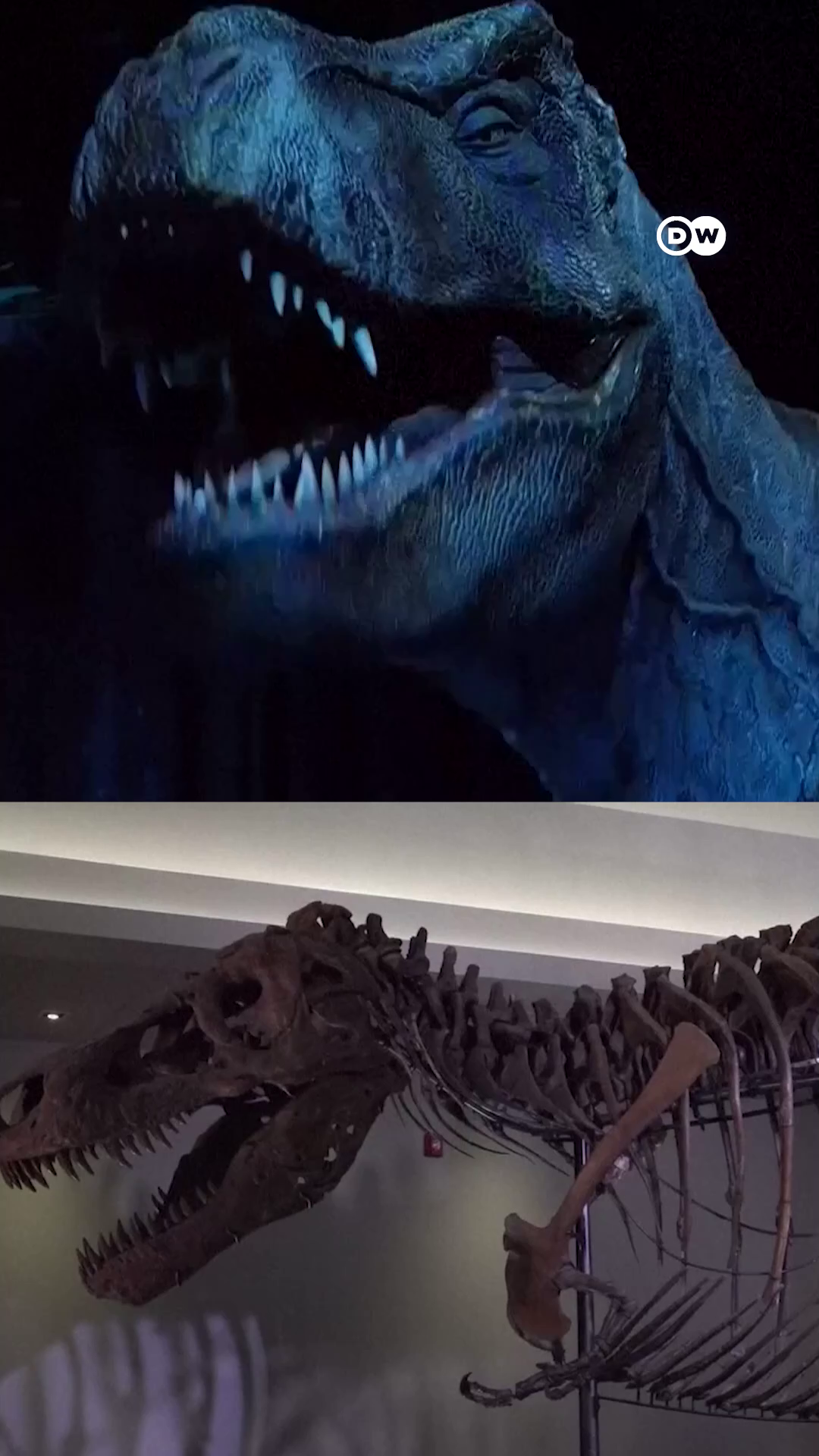 Why meat-eating dinosaurs like T rex evolved to have tiny arms