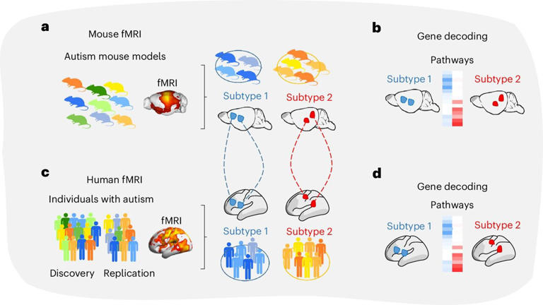 Brain scans reveal two distinct autism subtypes with different ...