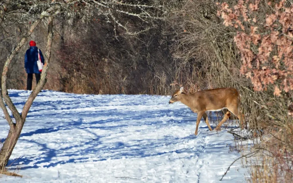 Study finds human presence alone reshapes wildlife behavior