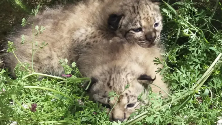 Sobreviven ocho de los once cachorros de lince que nacen en La Olivilla ...