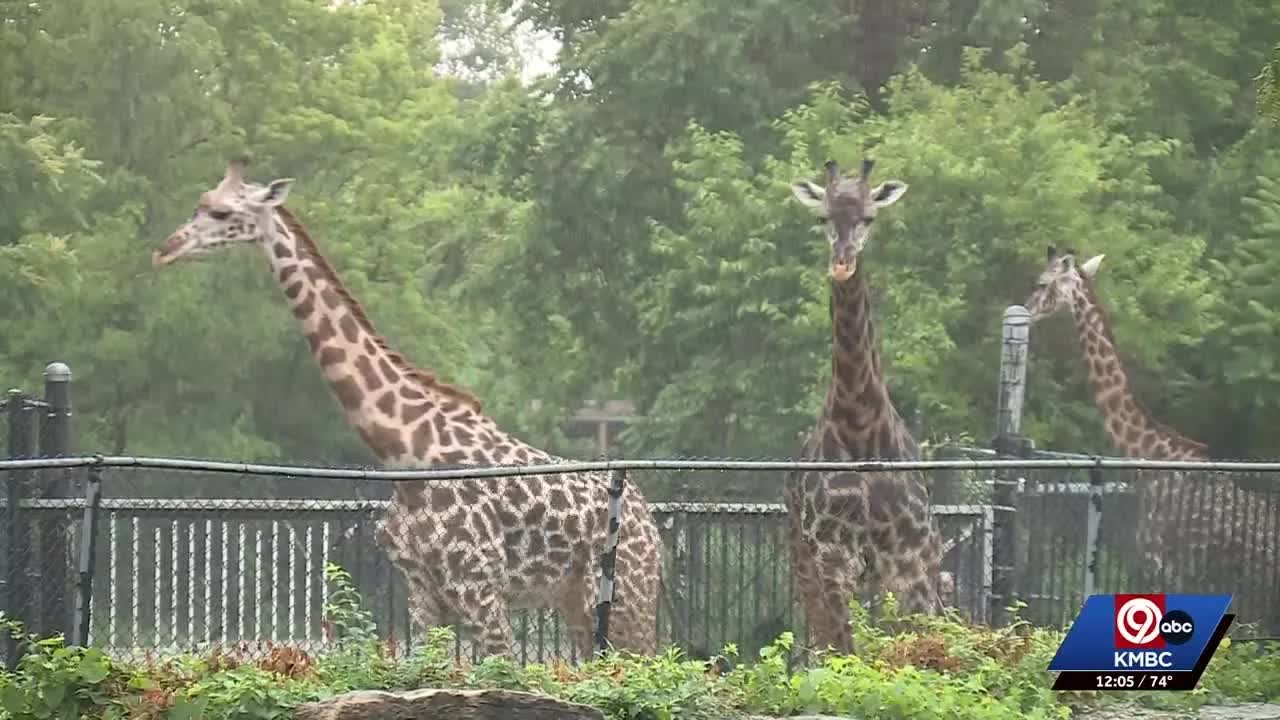 New-and-improved giraffe habitat opens at Kansas City Zoo