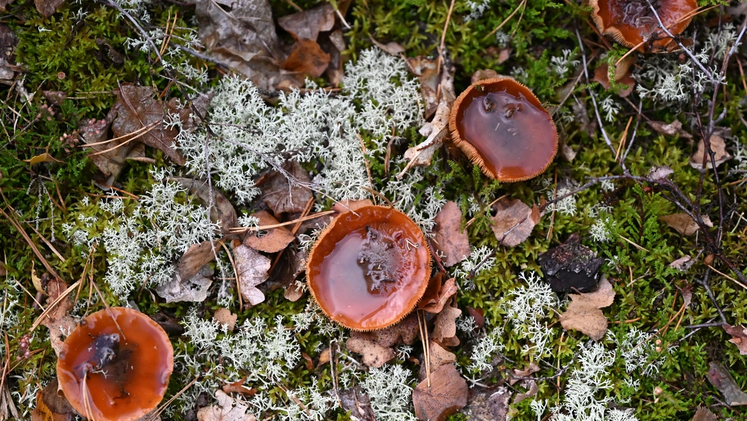 New research uncovers fungi's hidden role in Earth's ecosystems