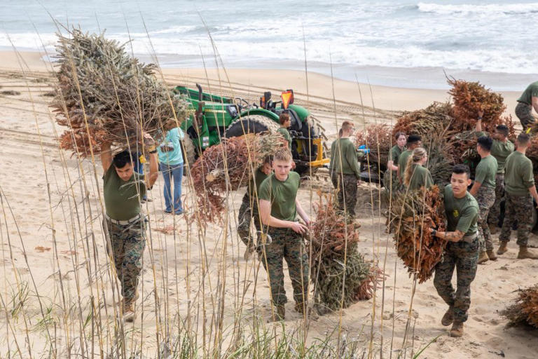 Naval volunteers restore dunes and combat erosion at Dam Neck Annex