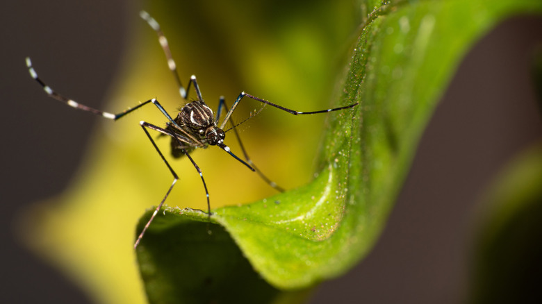 Sicknesses every traveler should know about before taking a Caribbean ...