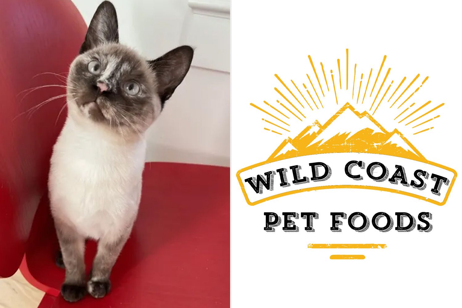 Oregon man awarded nearly $1 million in lawsuit after his cat dies from ...