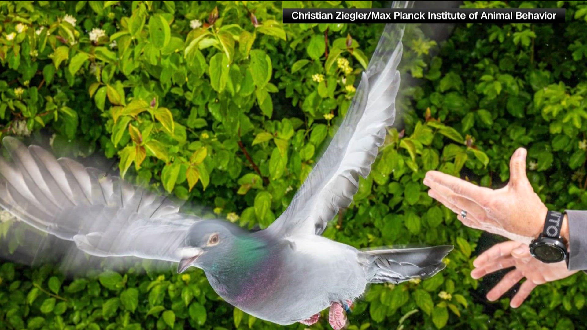 Pigeons use iron to navigate through clouds