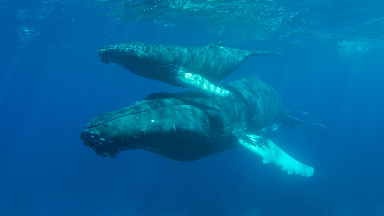 Two humpback whales just logged a 14,000-kilometer migration between ...