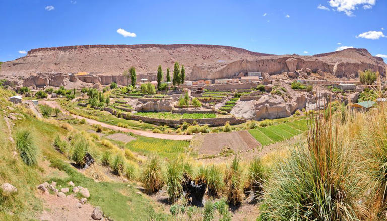 Cómo se cultiva en el lugar más árido del planeta: el antiguo sistema ...