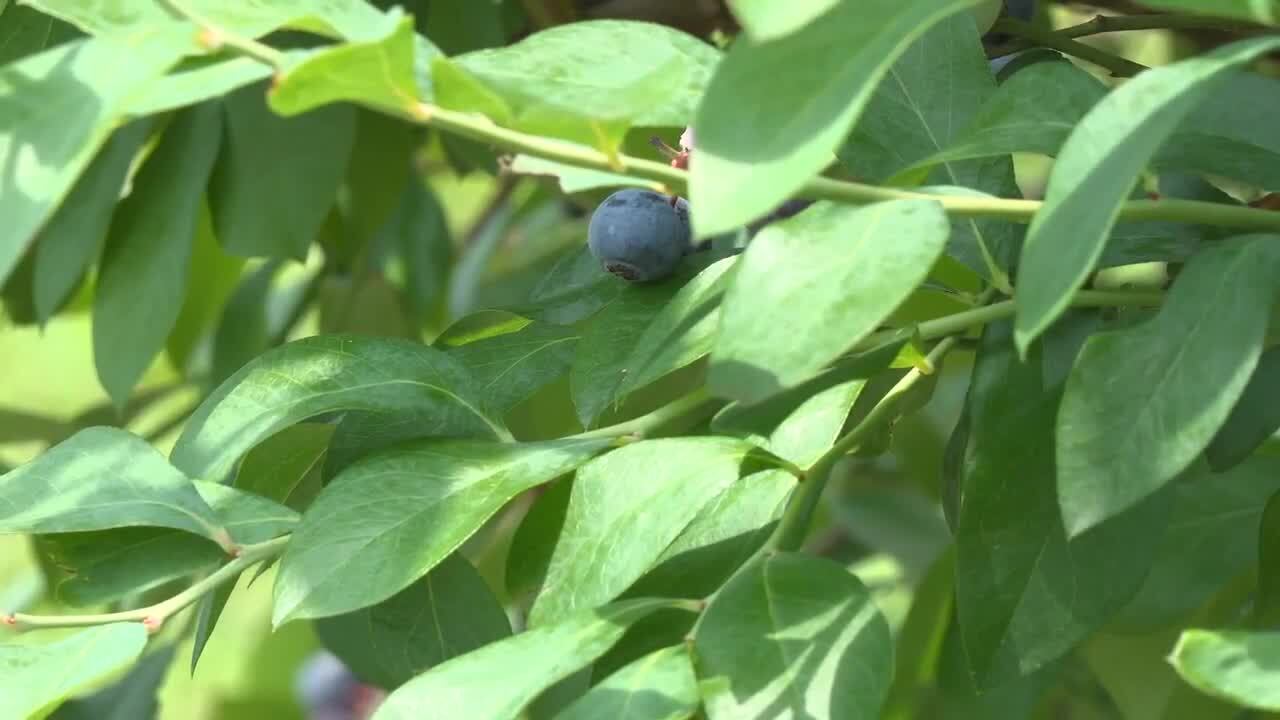 'Really hit us hard': Lufkin blueberry farms grapple with loss ...