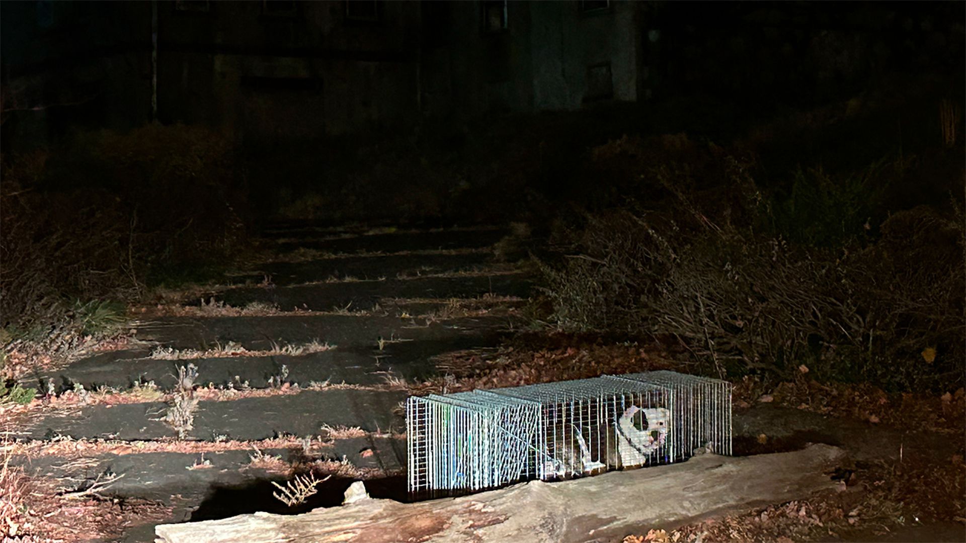 Pittie living at a haunted house in the cold gets rescued